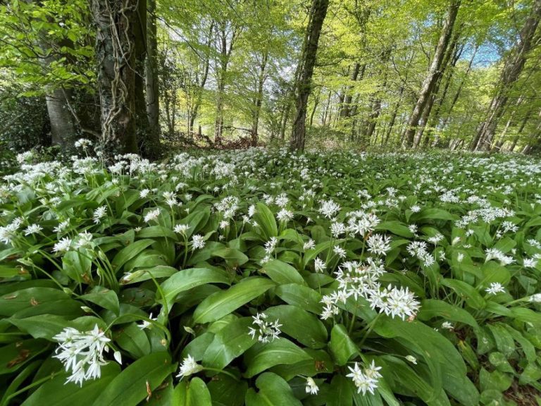 Portsmouth Water set to “rewild” 80 hectares as part of Havant Thicket ...